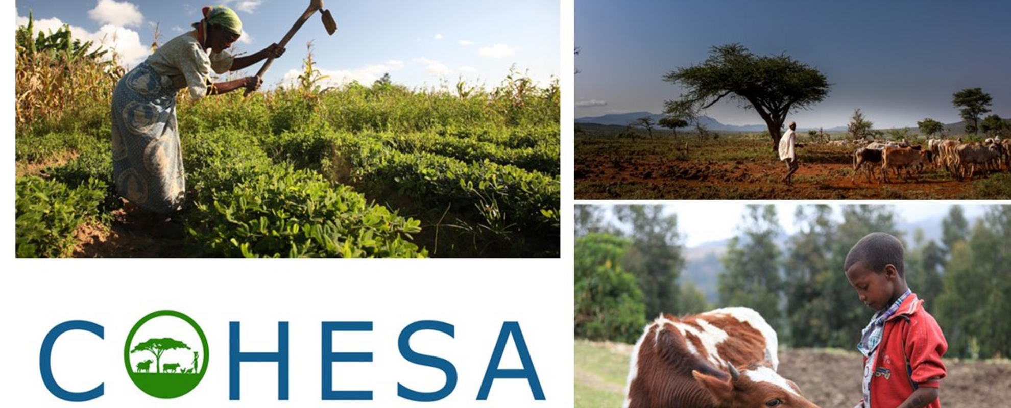 Capacitating One Health in Eastern and Southern Africa (COHESA)